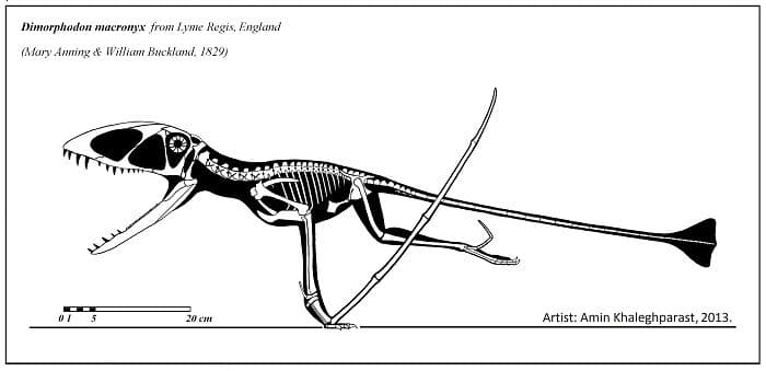 Dimorphodon ⋆ Dinosaurierwelt.com