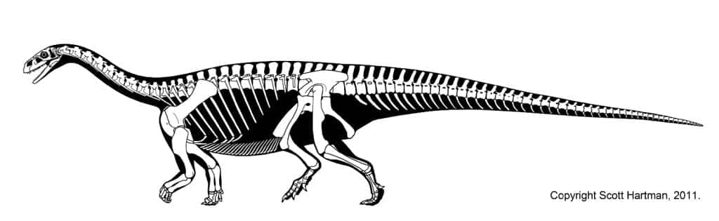 Riojasaurus ⋆ Dinosaurierwelt.com