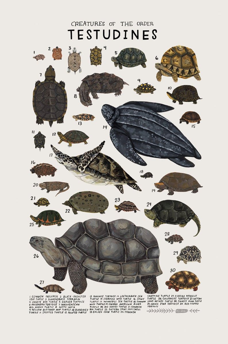 Testudines ⋆ Dinosaurierwelt.com