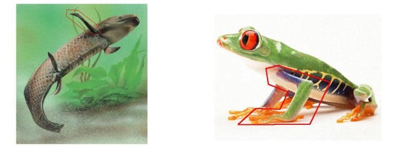 Evolution der Wirbeltiere - Die ersten Amphibien ⋆ Dinosaurierwelt.com