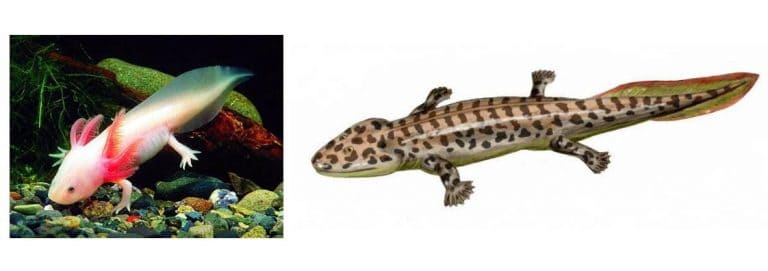 Evolution der Wirbeltiere - Die ersten Amphibien ⋆ Dinosaurierwelt.com
